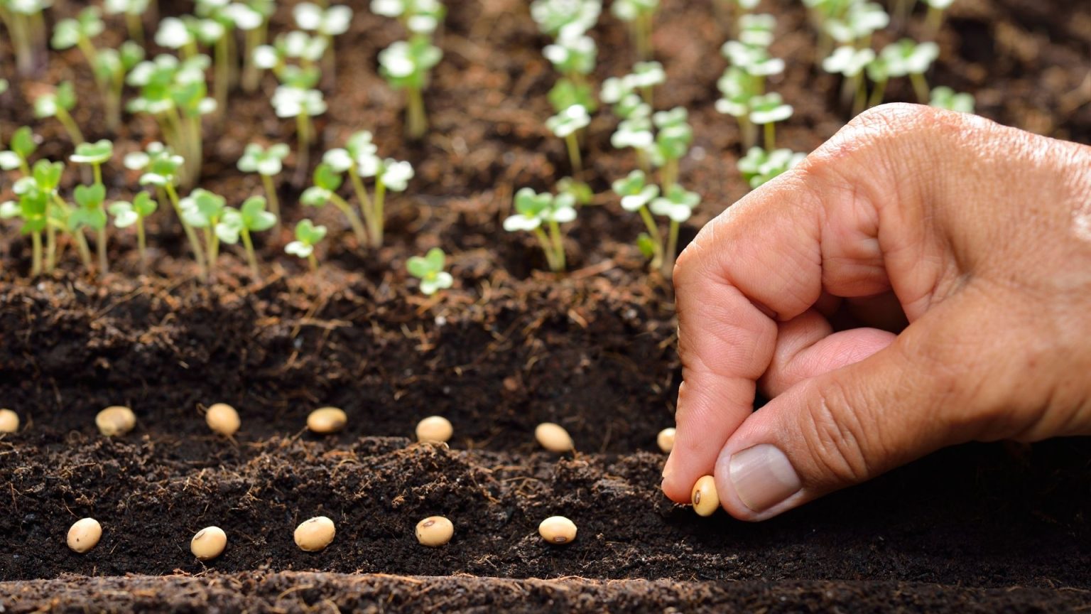 About the World Seed Congress